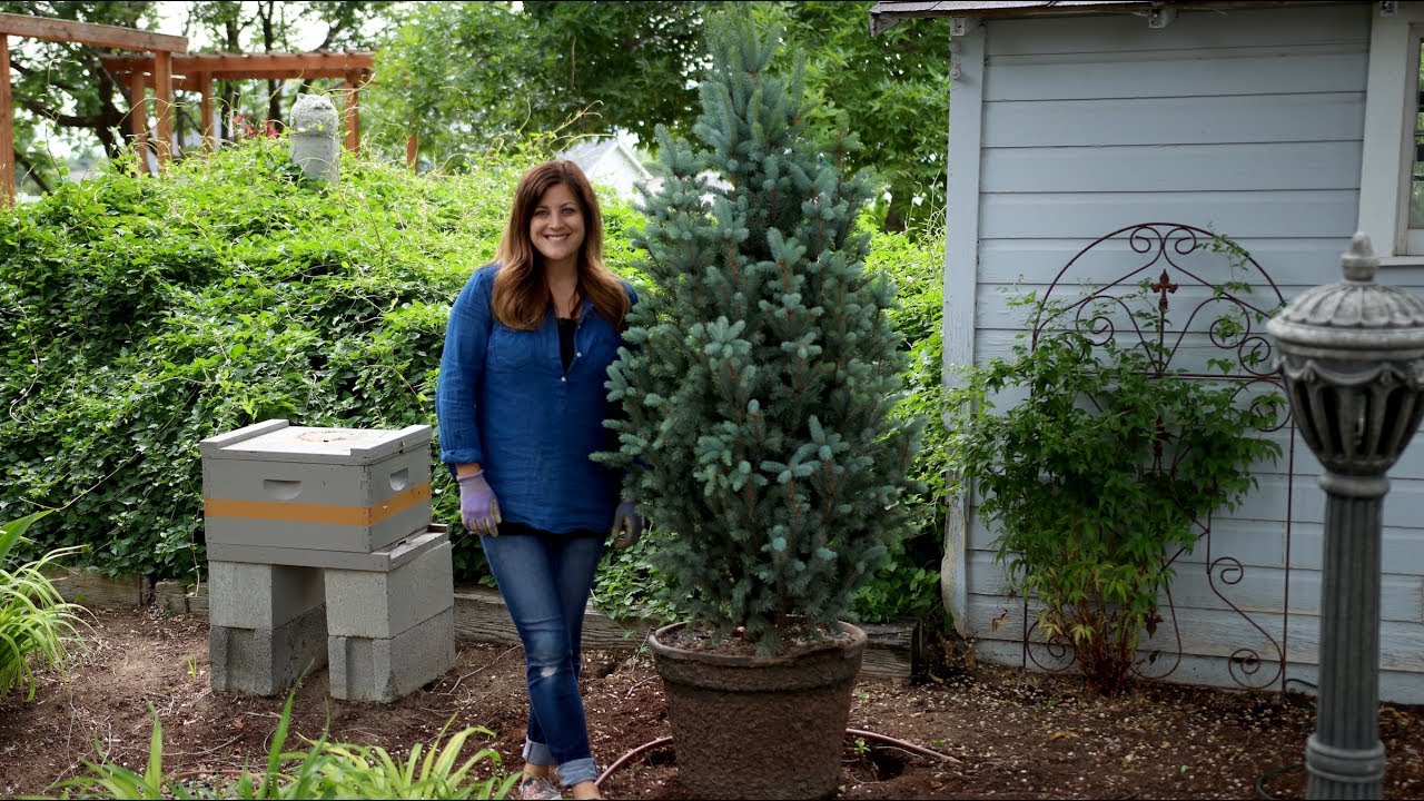 Iseli Fastigiate Blue Spruce // Garden Answer