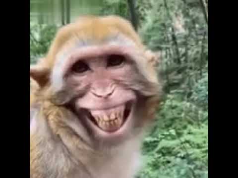 ugly monkey