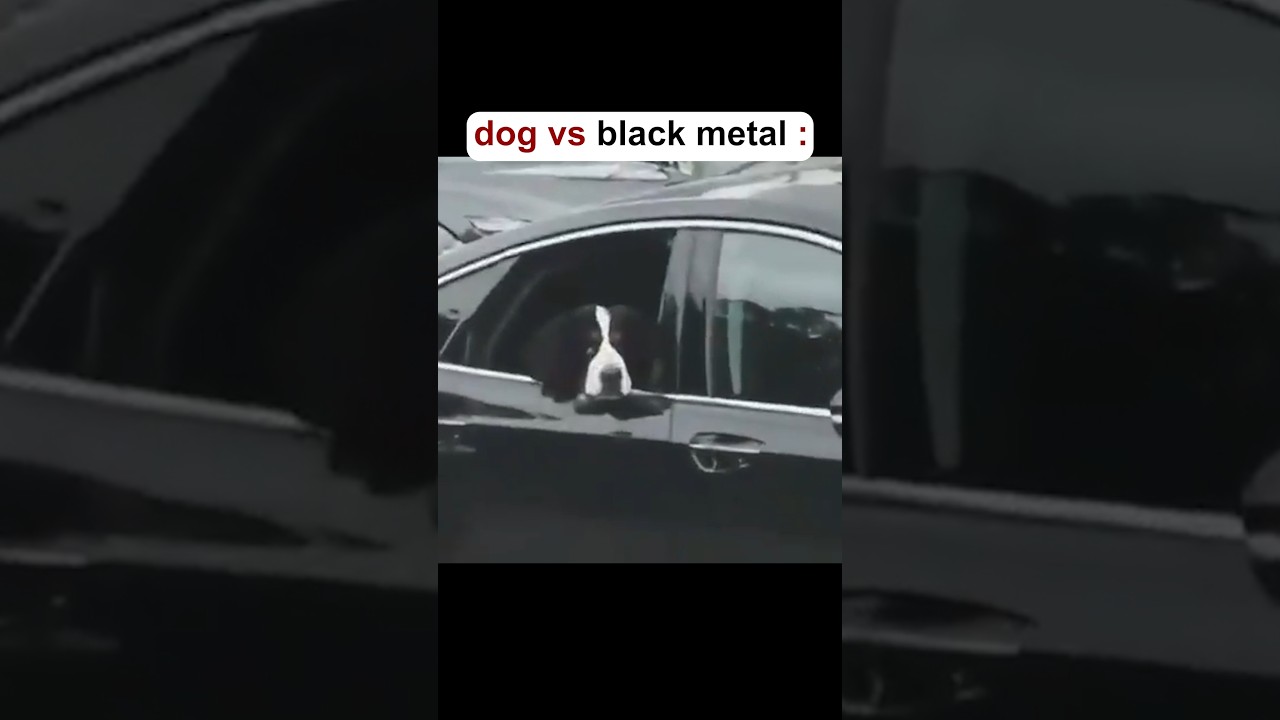 Black Metal vs Dog #blackmetal #metalmemes #metalmeme #metal #blackmetalmusic #blackeneddeathmetal