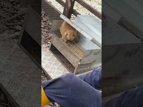 Grandpas feeders baby bunny review ππ