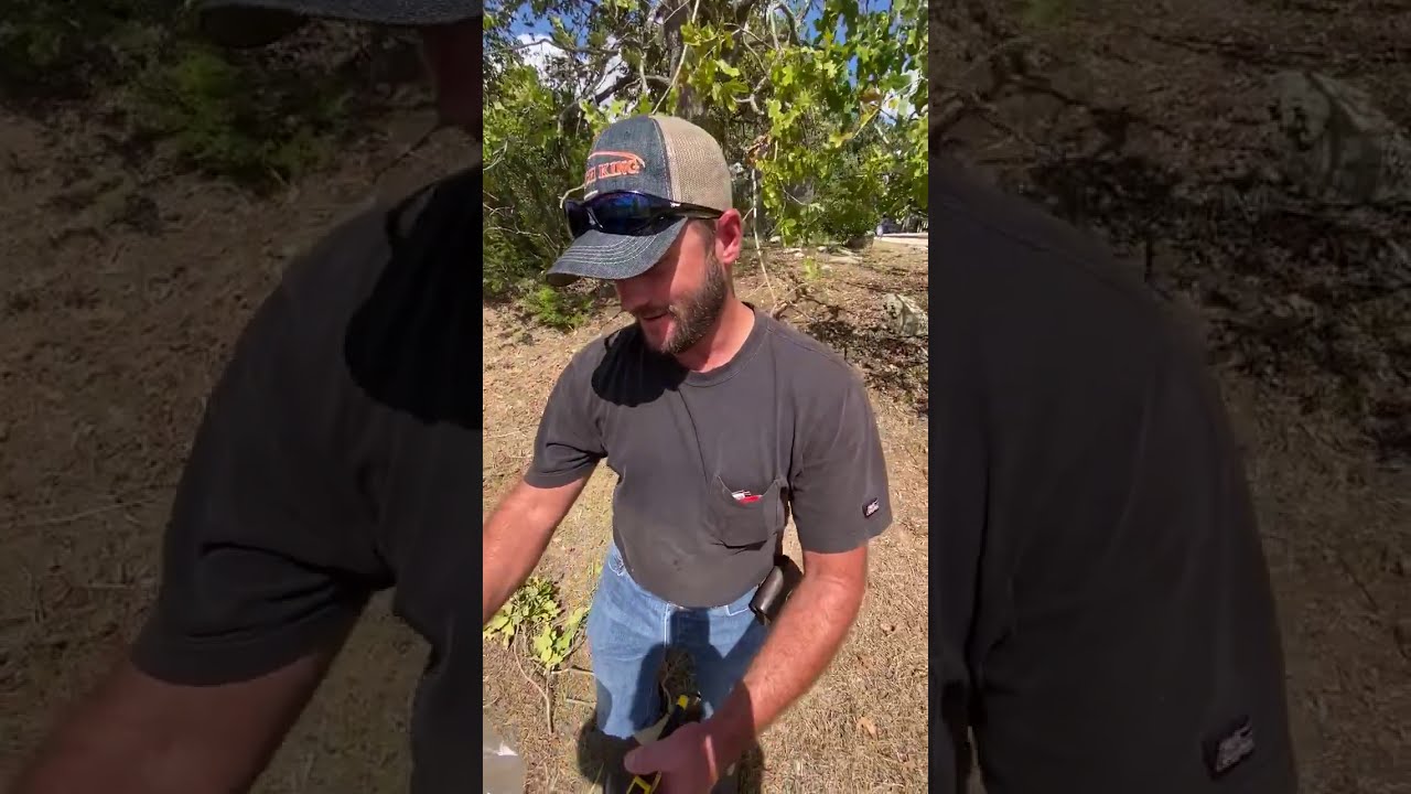 Oak Wilt Diagnostics - Arbor Care and Consulting