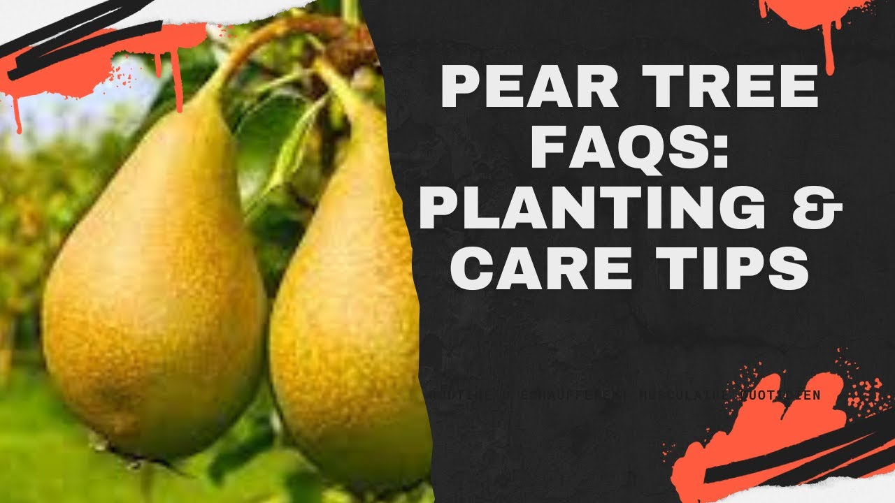 Pear Tree FAQs Planting & Care Tips