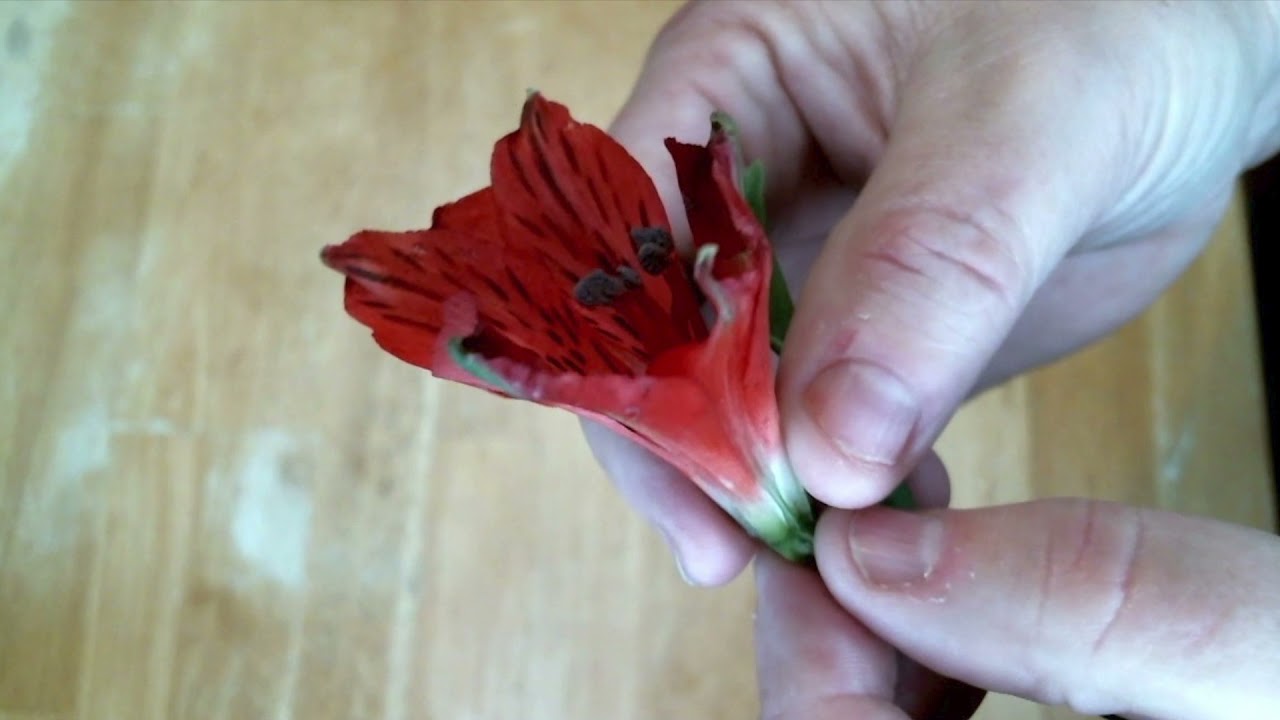 Lets Dissect a Flower!