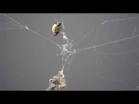 Killer wasps turn spiders into zombies, make them build super web for ...
