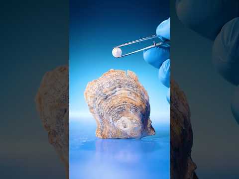 How Do Oysters Make Pearls?