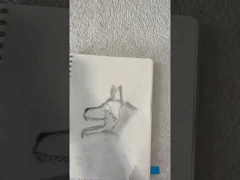Canine skeleton ( dog )