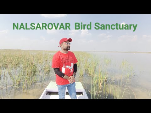 NALSAROVAR Birds sanctuary|Best Place to Visit near# Ahmedabad|Heaven Of Birds🕊️#happiness