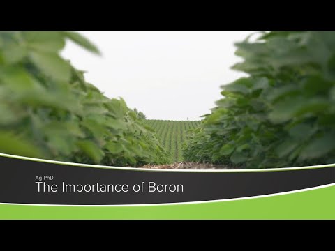 The Importance of Boron (From Ag PhD Show #1179 - Air Date 11-8-20)