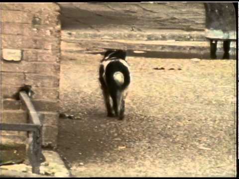 DOGS : Battersea Dogs Home