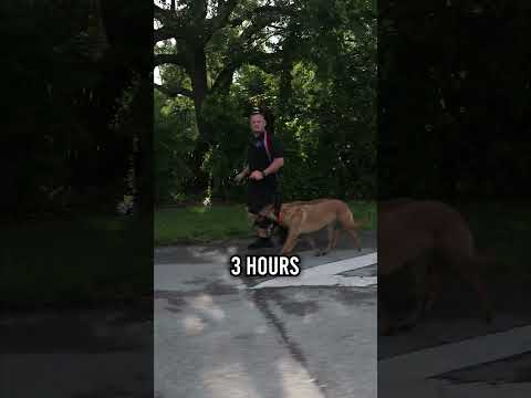 Ready to Own a Belgian Malinois? Not Without Watching This First