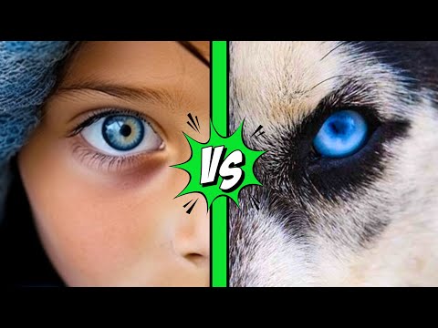 How Dogs See the World - NOT in Black and White ๐