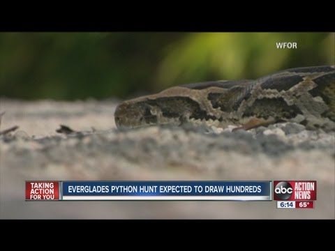FWC's 2013 Python Challenge begins Saturday, more than 400 plan to attend