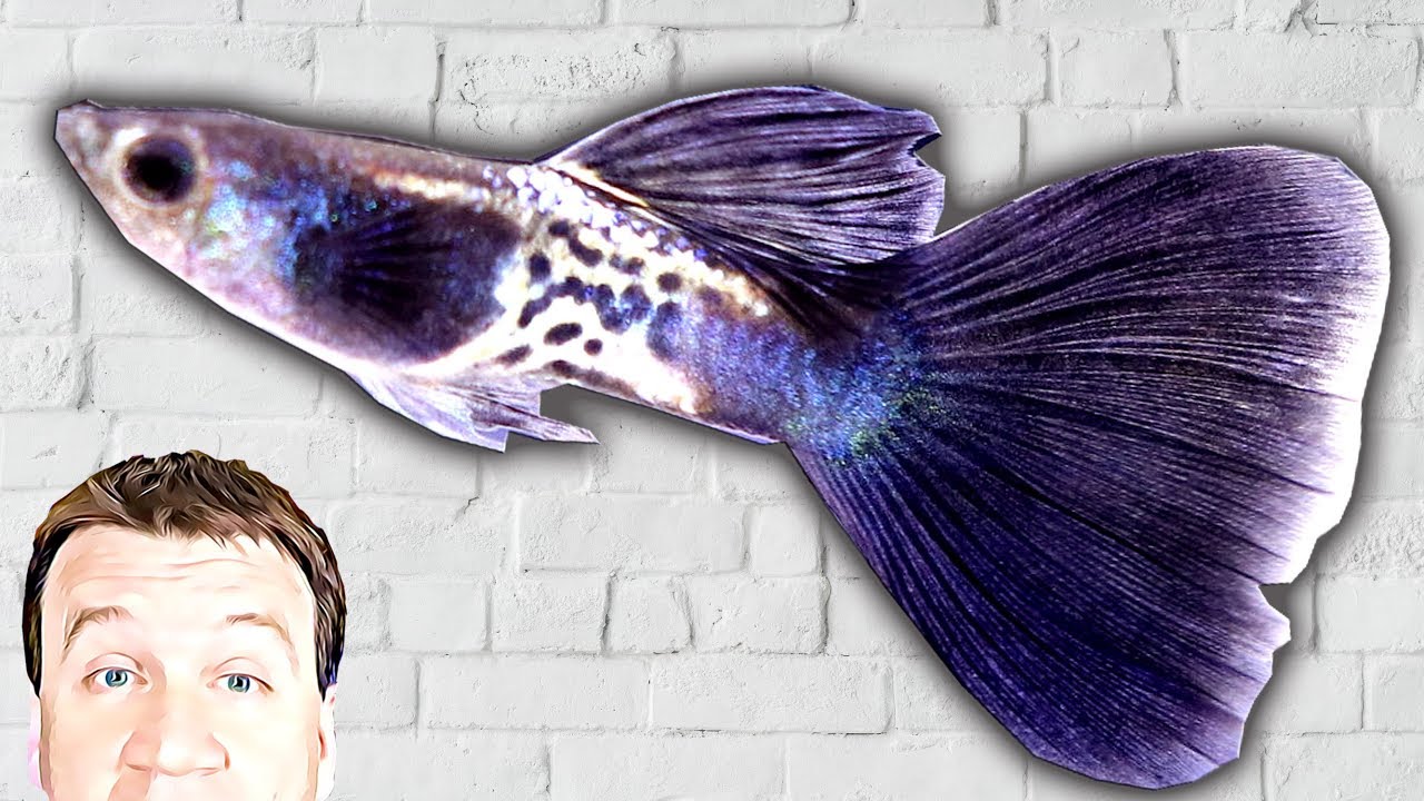 Guppy Fish - Metal Black Tail Guppy - Tamed Waters