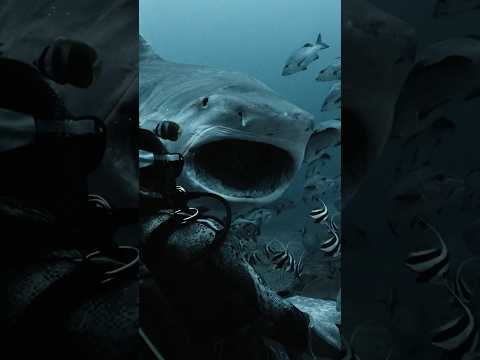 The Biggest Tiger Shark in the World #tigershark #sharkdiving