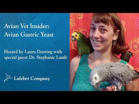 Avian Vet Insider 34: Avian Gastric Yeast