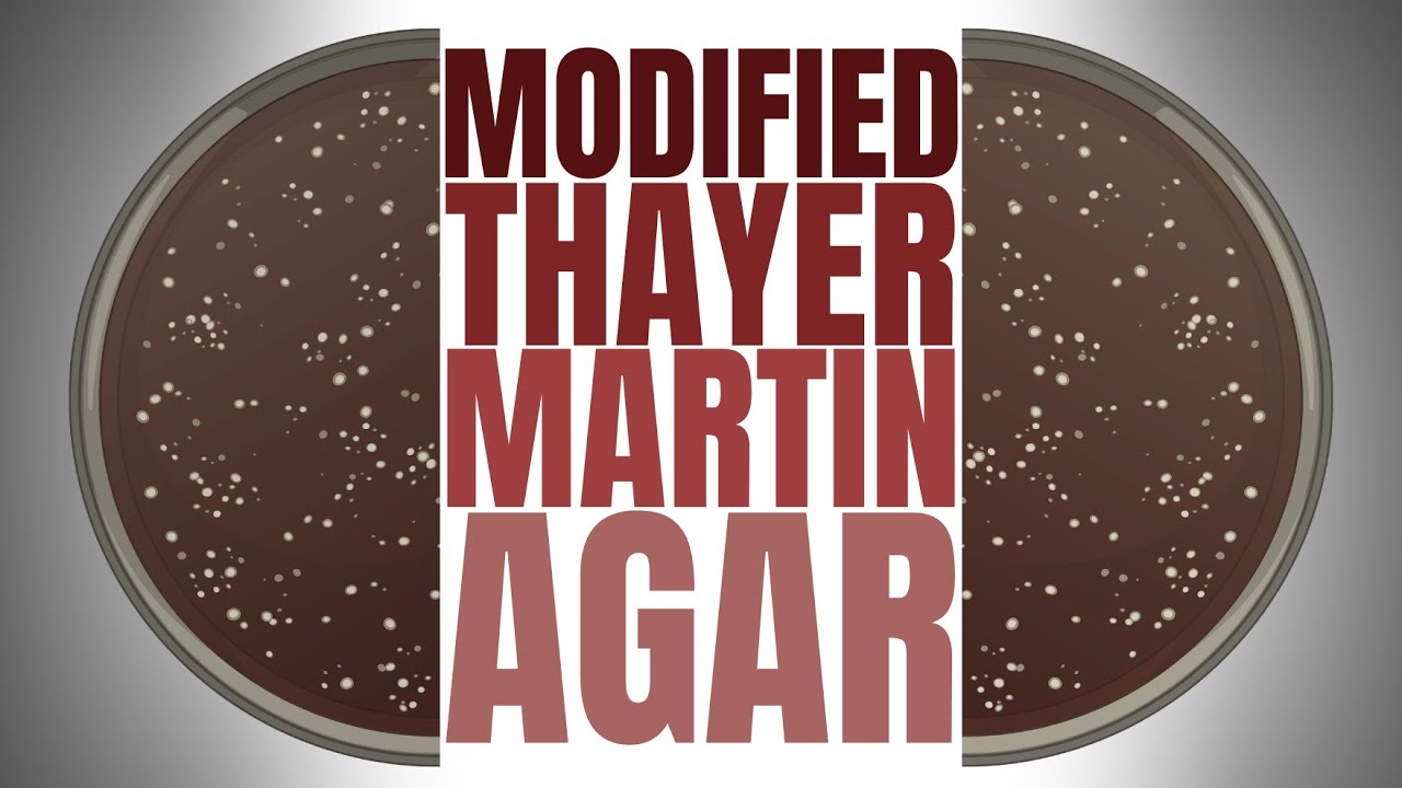 Modified Thayer Martin Agar: Composition, Preparation, Principle, Results & Uses | Culture Media