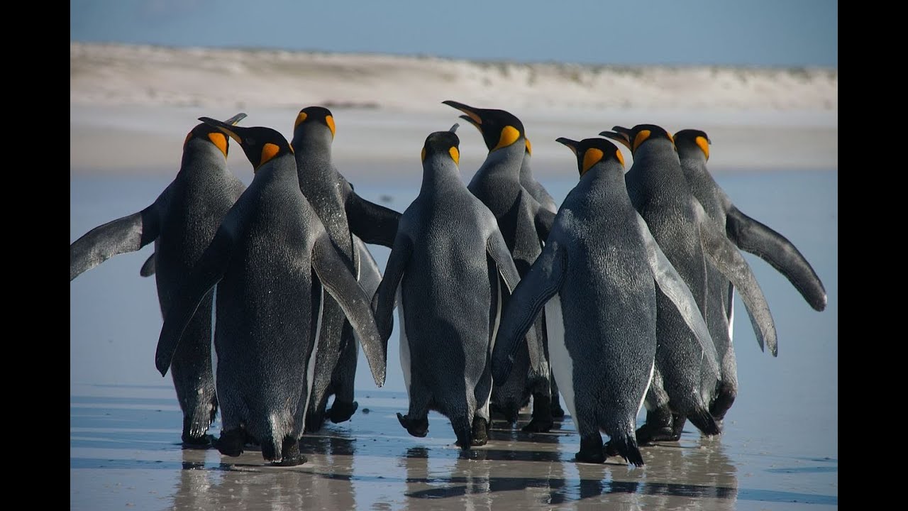 Winter Adaptations in 3 minutes