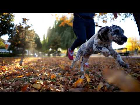 24 Hour Pet Care Back in Central Oregon