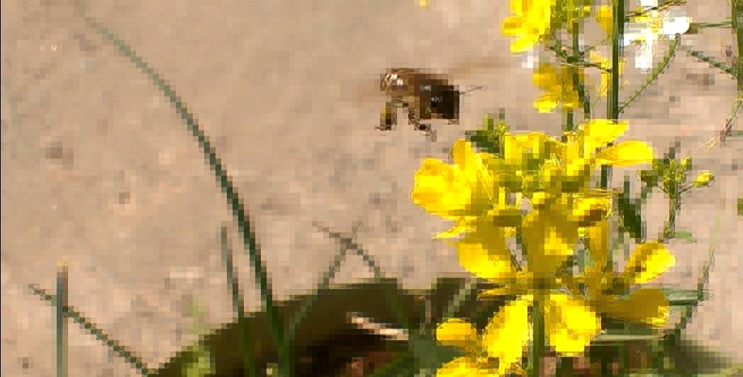 Honey bees in close up Caught Video, collecting nectar from a flower