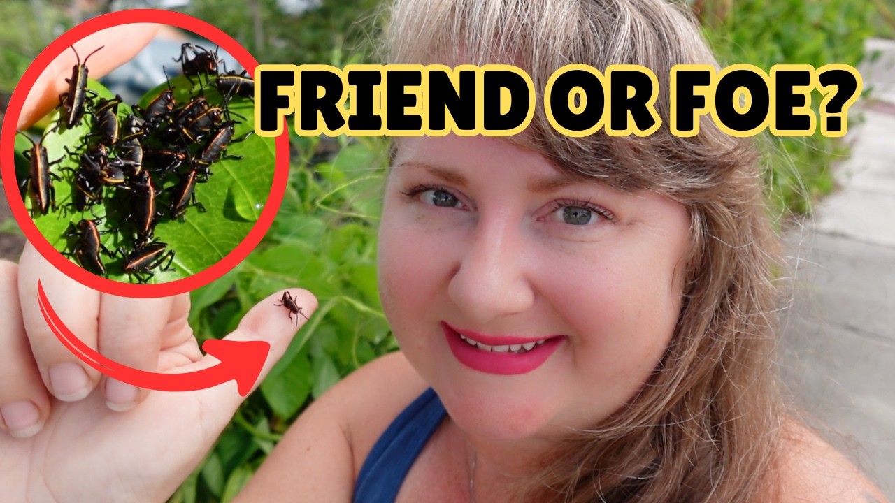 Before You Kill This Grasshopper… Watch This (Eastern Lubber Grasshopper)