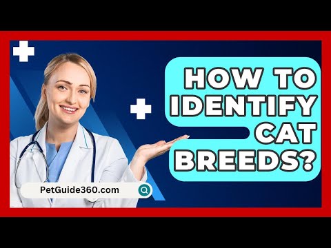 How To Identify Cat Breeds? - PetGuide360.com