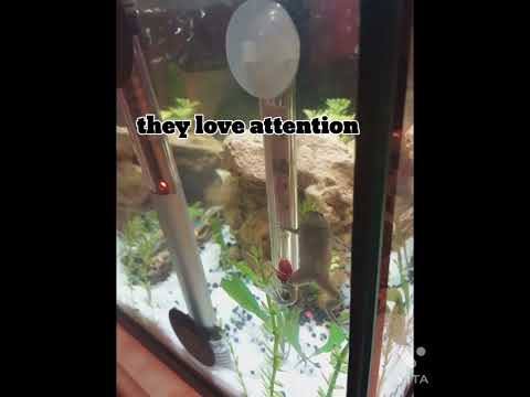 Reasons why you NEED an African Dwarf Frog!!! ๐ธ