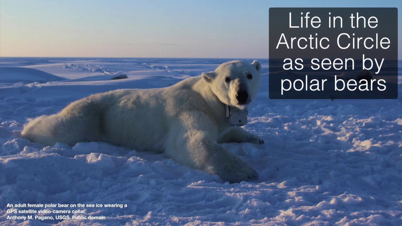 Life in the Arctic Circle as seen by polar bears