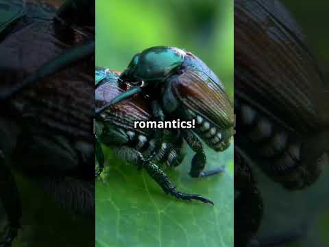 5 Crazy Facts About Japanese Beetles!