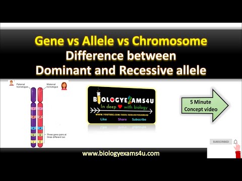 Difference between Allele, Gene and Chromosomes|| Dominant allele vs Recessive allele with example.