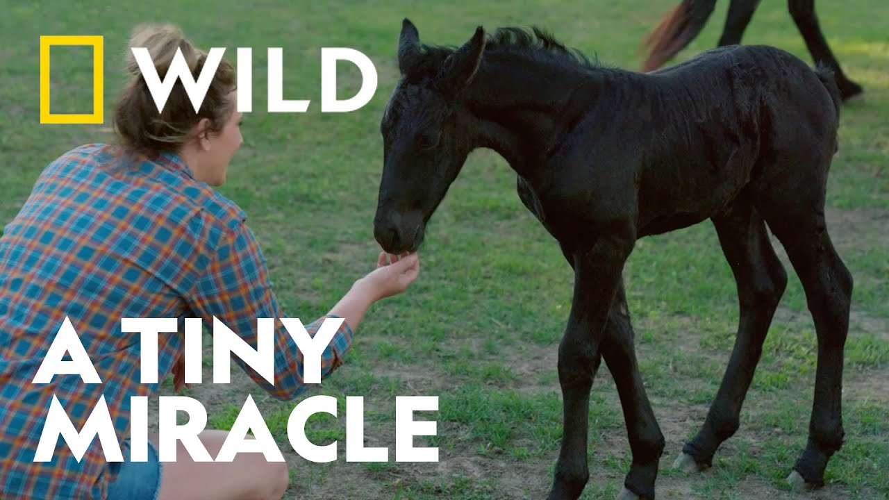 Meet Mabel, The Newborn Mini Foal | Heartland Docs | National Geographic WILD UK