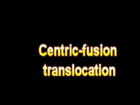 What Is The Definition Of Centric fusion translocation Medical Dictionary Free Online