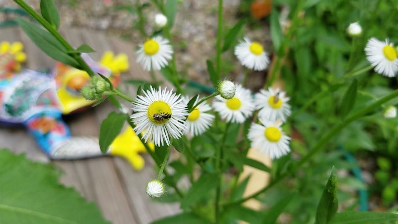 The Power of Daisy Fleabane (Erigeron strigosus)