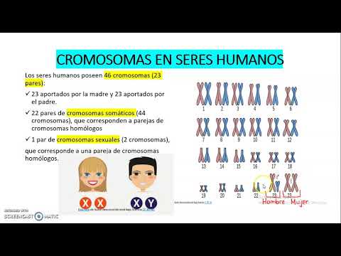 TOMi.digital - Reconocer la ubicación e importancia de los cromosomas.