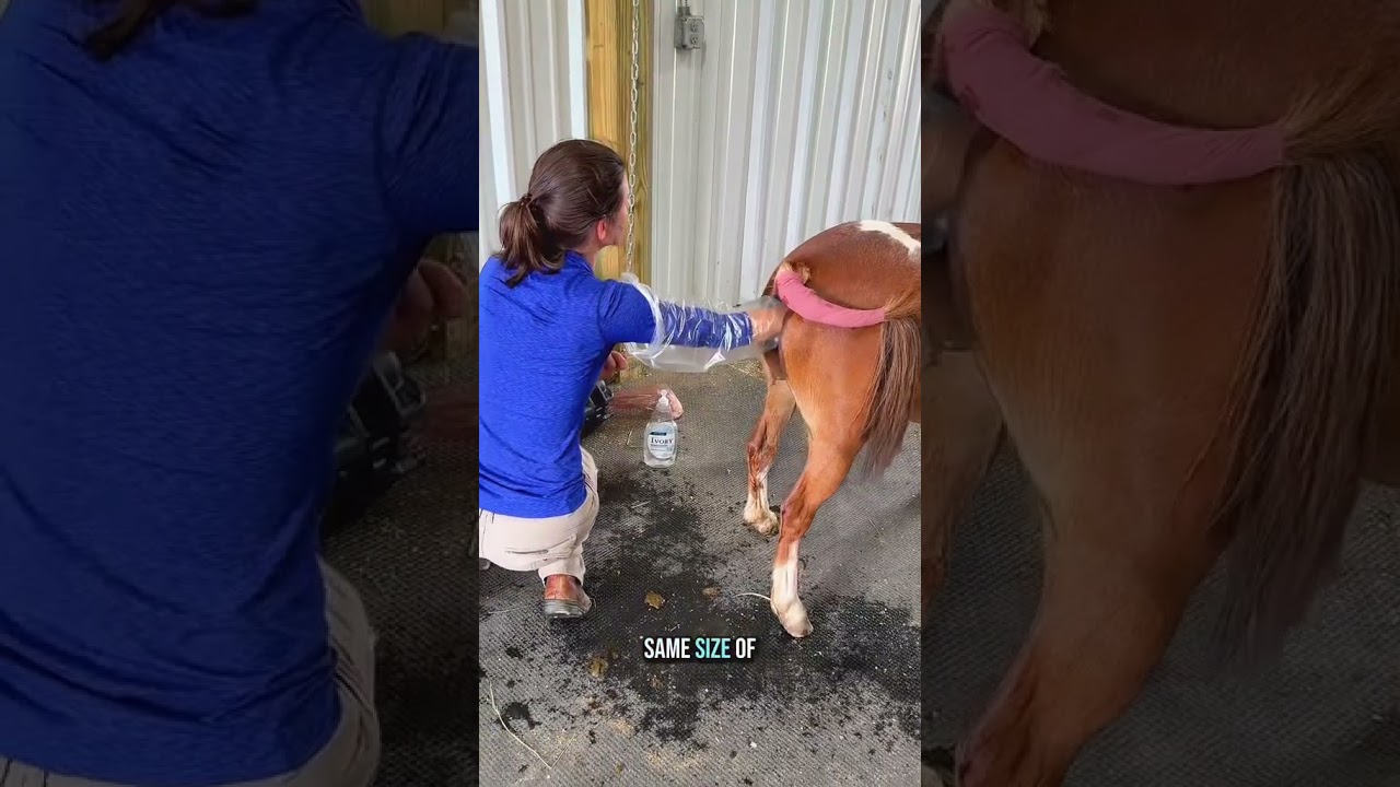 Breeding one of my mini mares today—with help from the vet!