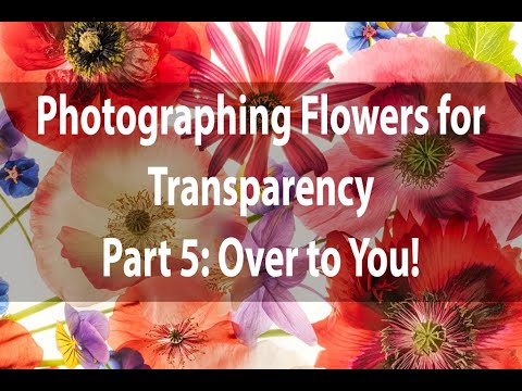 Photographing Flowers for Transparency | Part 5: Over to You! | Harold Davis
