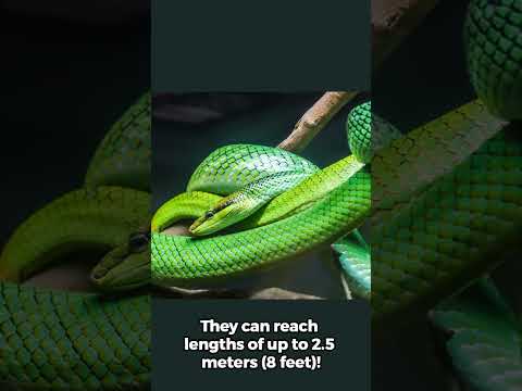 Shocking Facts About the Green Mamba You Never Knew! #greenmamba #wildanimalfacts #snakes