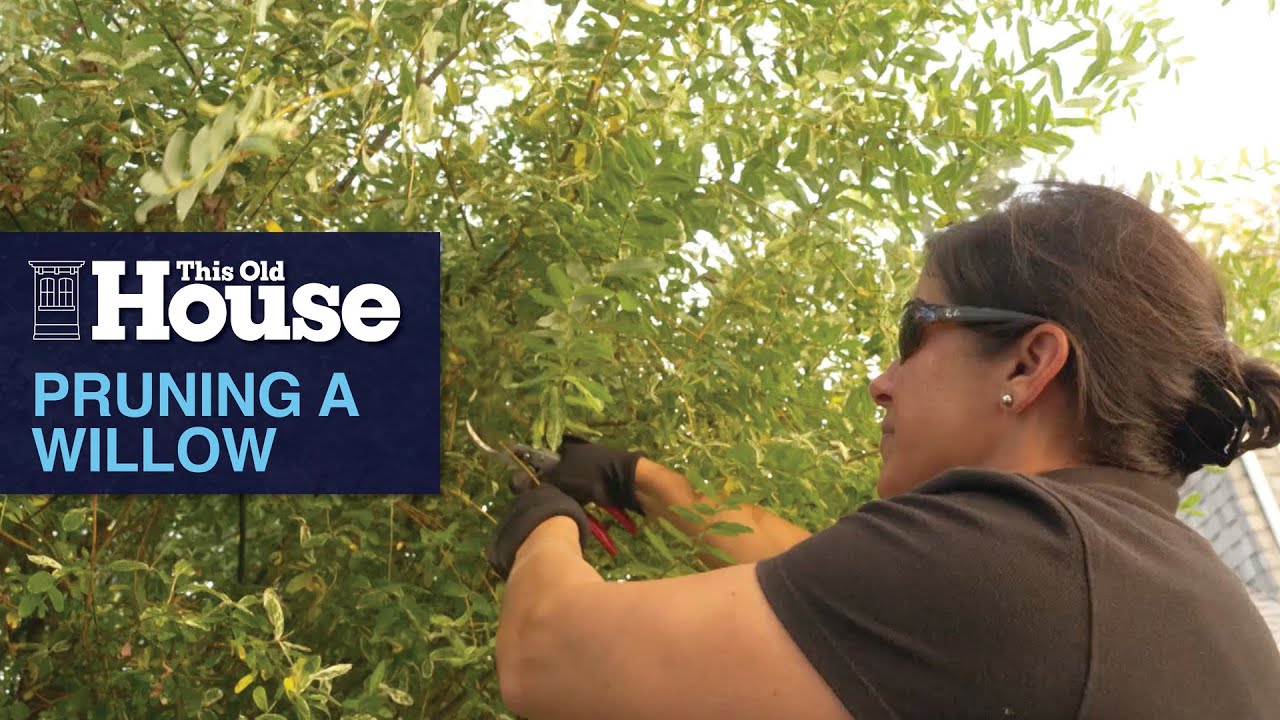 Pruning a Willow Tree | This Old House