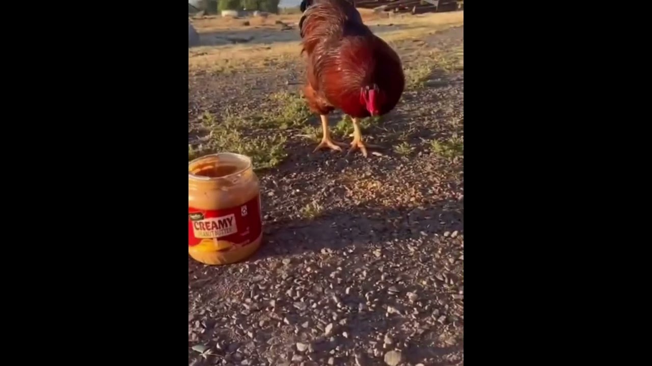 I'm rubbing peanut butter on my cock Meme