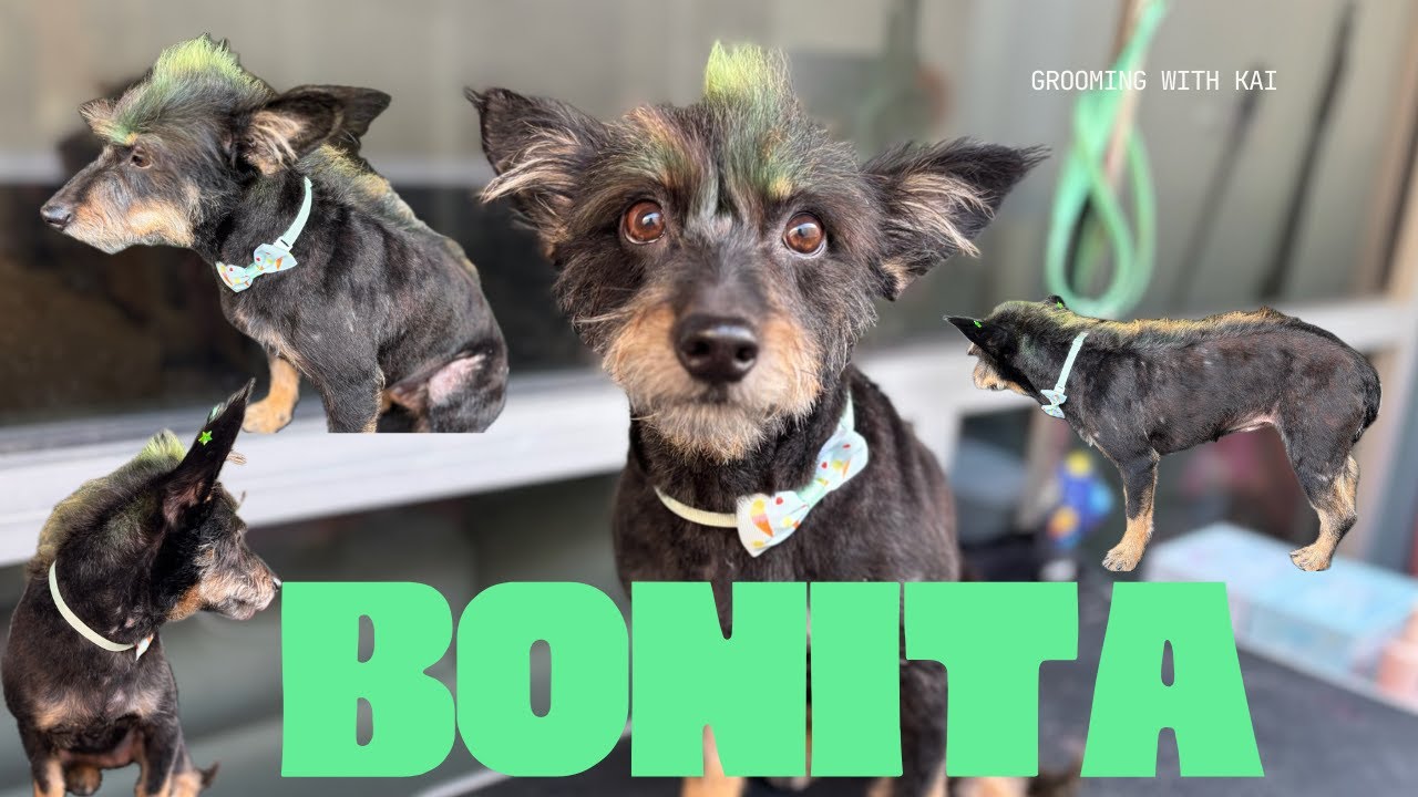 Bonita's Green Mohawk - Dog Grooming - Dog Hair Dye - Dog Mohawk Haircut