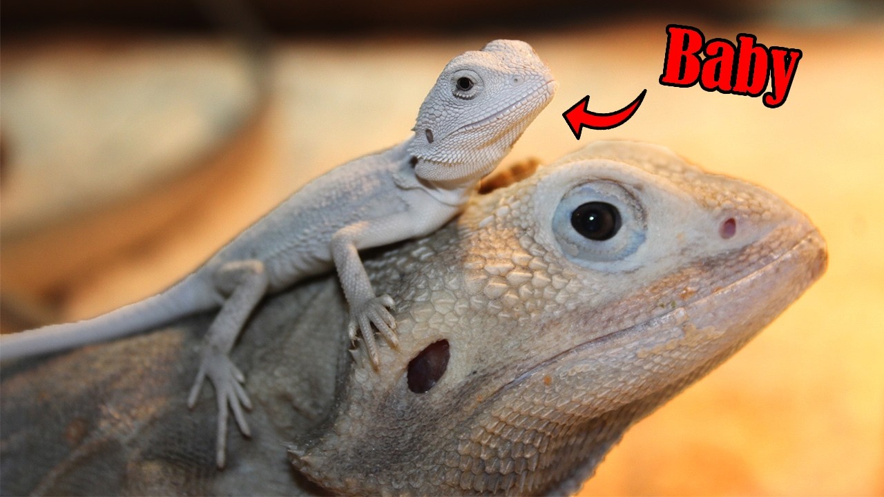 My Bearded Dragon had BABIES! Here's What Happened...