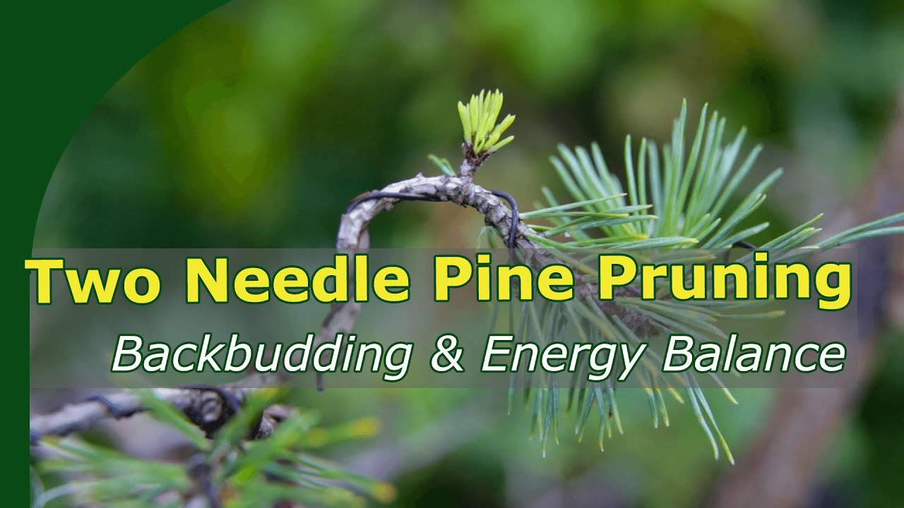 Pruning two needle pine bonsai for backbudding and energy balance