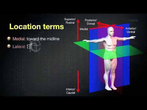064 Anatomical Planes and Spatial Relationships in the Human Body