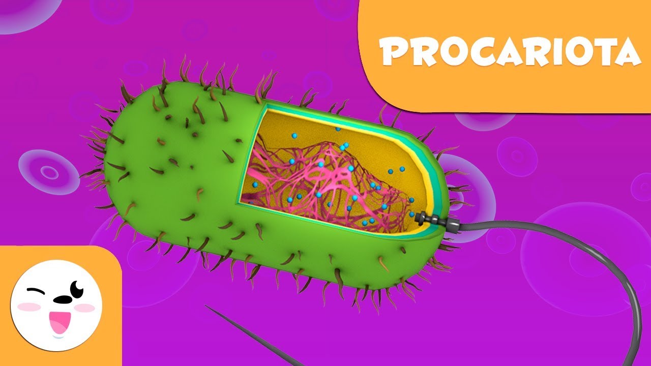 La célula procariota y sus partes - Ciencias Naturales- Vídeo educativo para niños