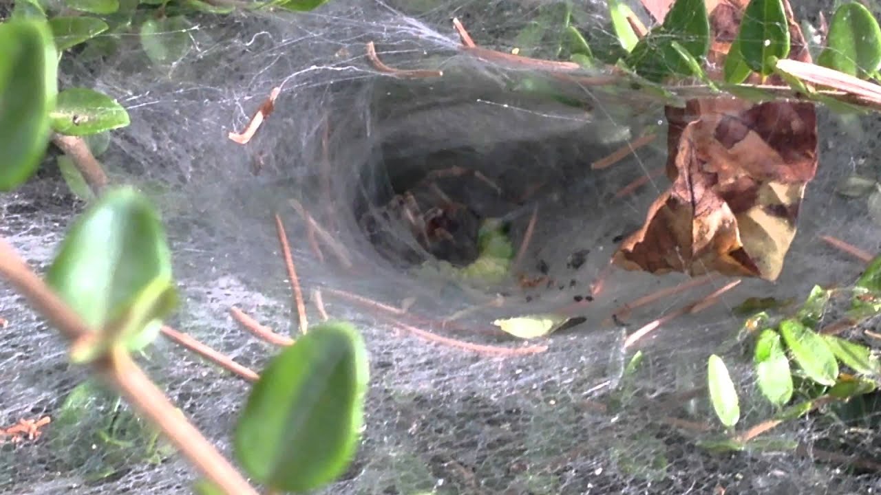 Spider Attack - Eating caterpillar