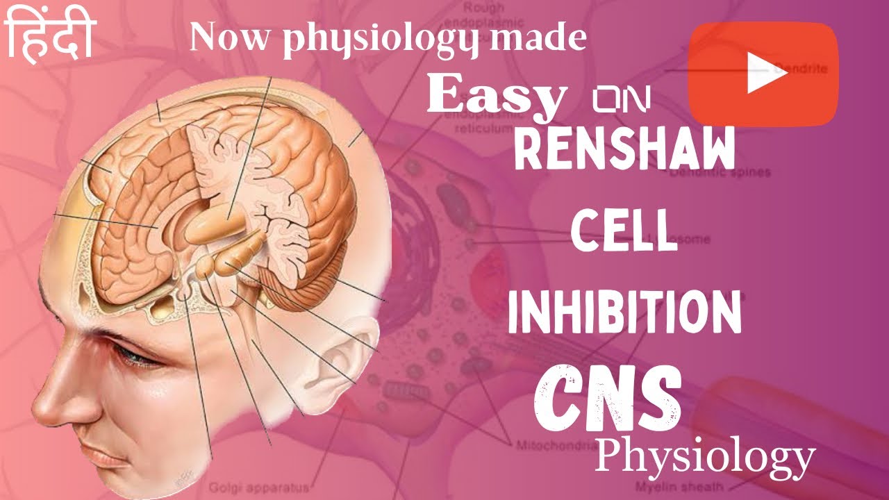 CNS | Renshaw cell inhibition | physiology | central nervous system | neurophysiology 🧠