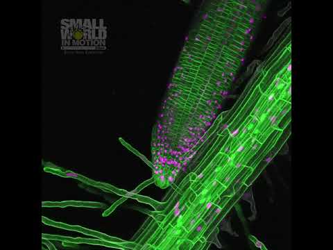 Growing Root Tip of Arabidopsis Thaliana | 2017 #NikonSmallWorld #Microscopy