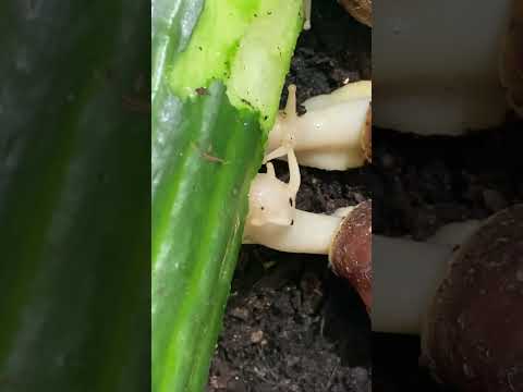Invertebrates show uk : giant African land snails