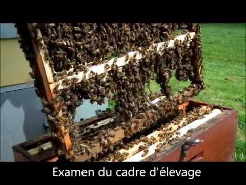 video – Apiculture- elevage de reines- verification de l acceptation ...