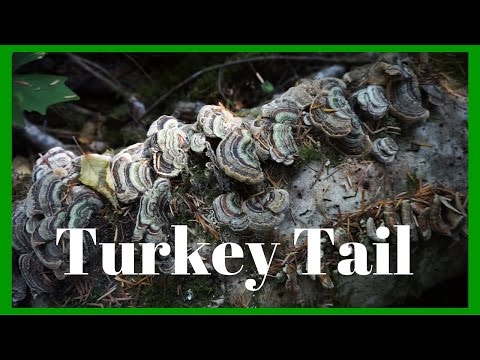 Turkey Tail | Medicinal Mushroom Mysteries | Harmonic Arts