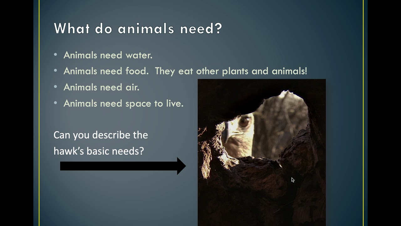 Basic Needs PowerPoint